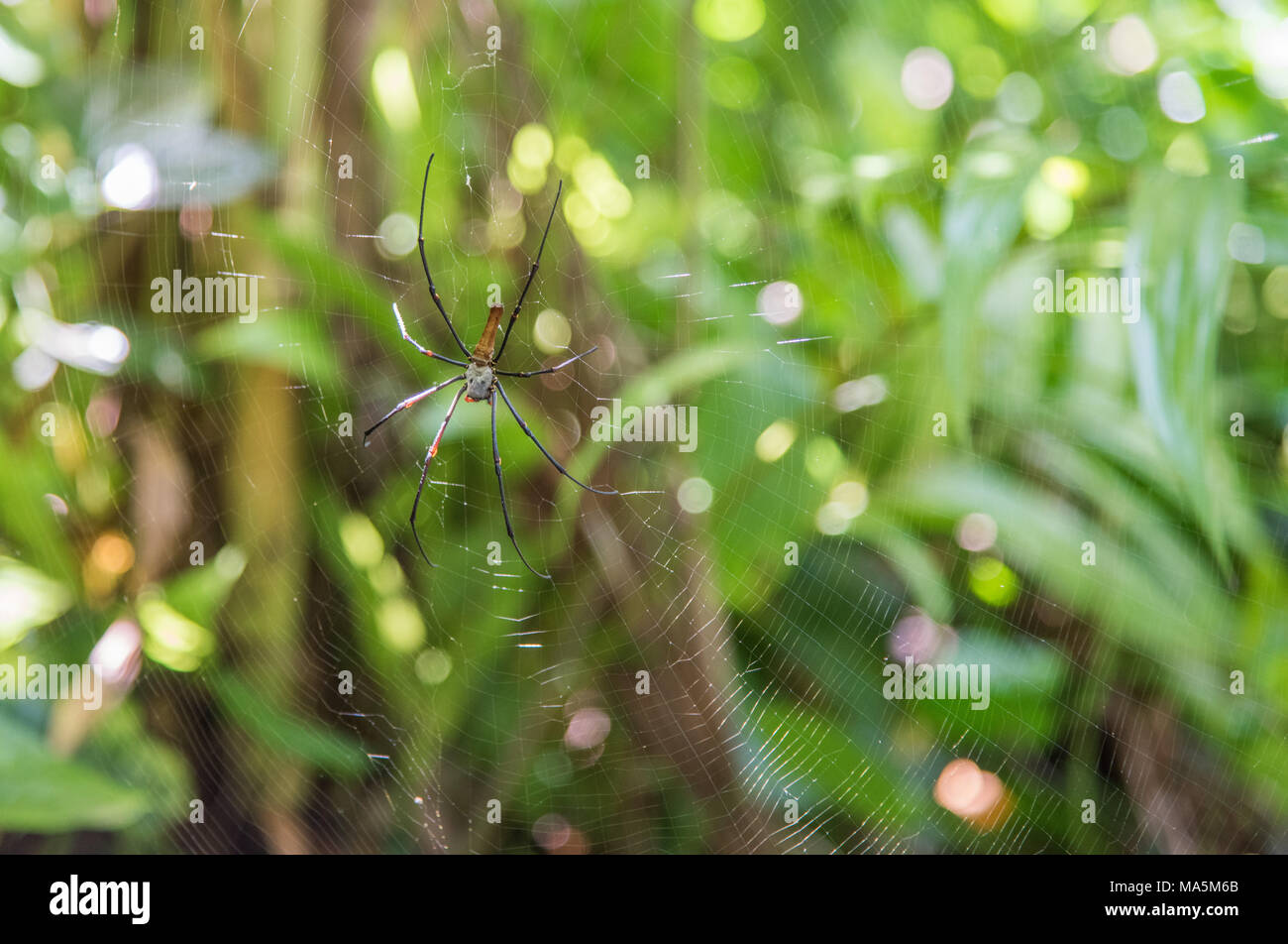 Golden orb spider in web in lush rainforest in Darwin, Australia Stock ...