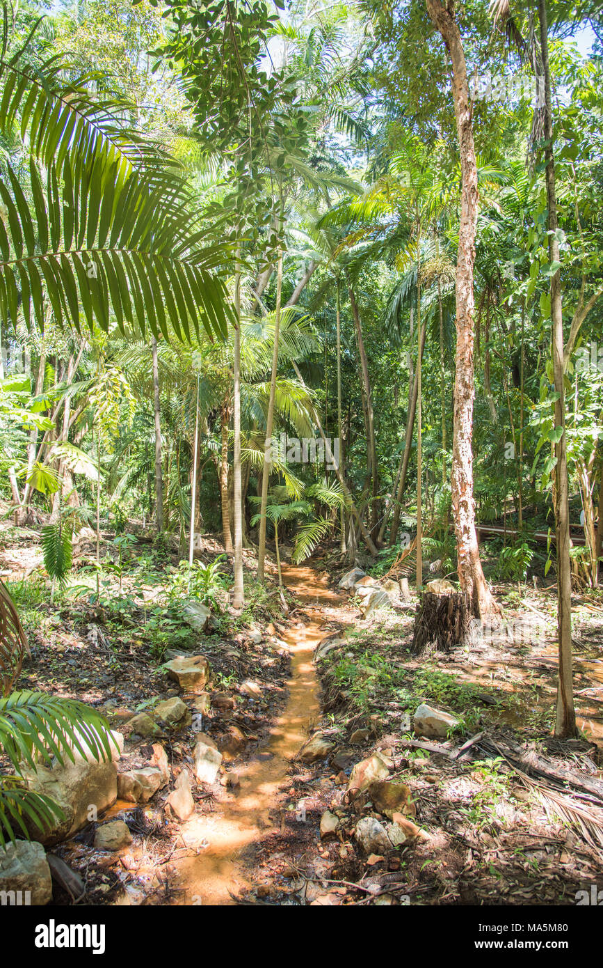 Muddy stream through lush rainforest in Darwin, Australia Stock Photo ...