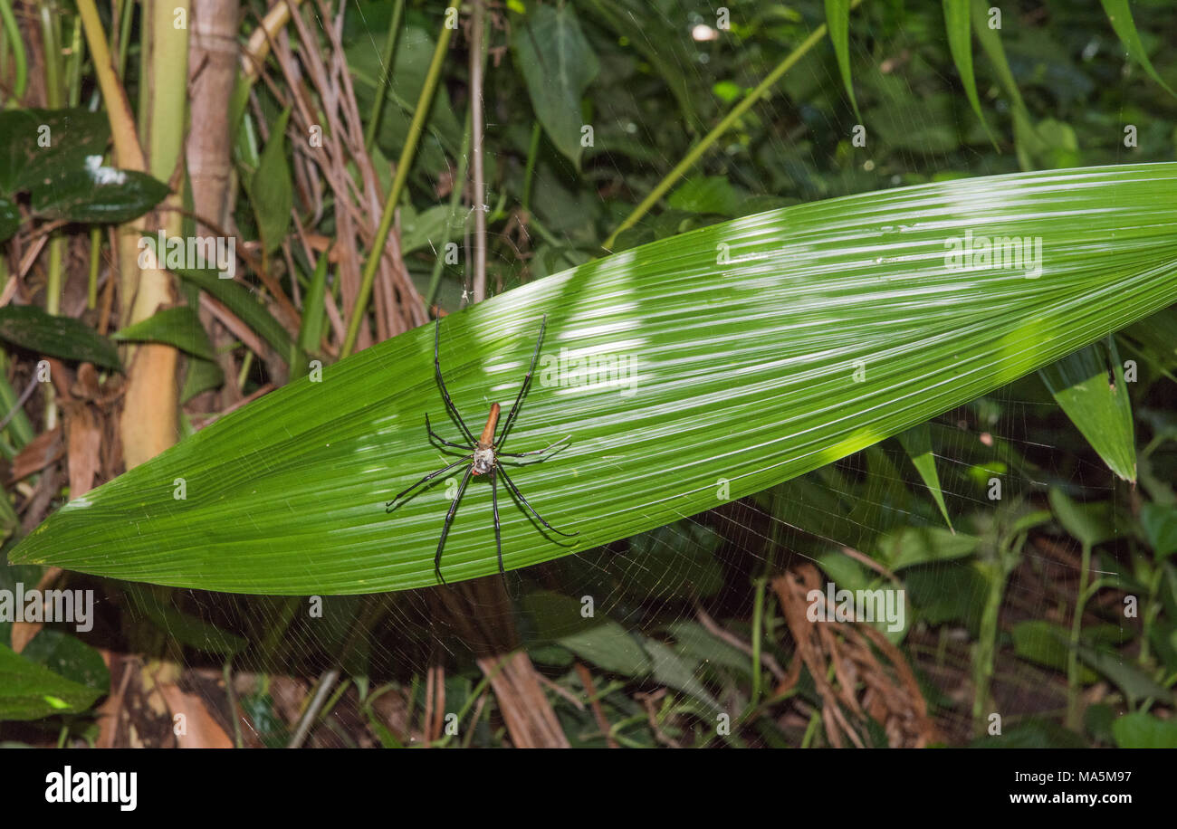 Golden orb spider in web in lush rainforest in Darwin, Australia Stock ...