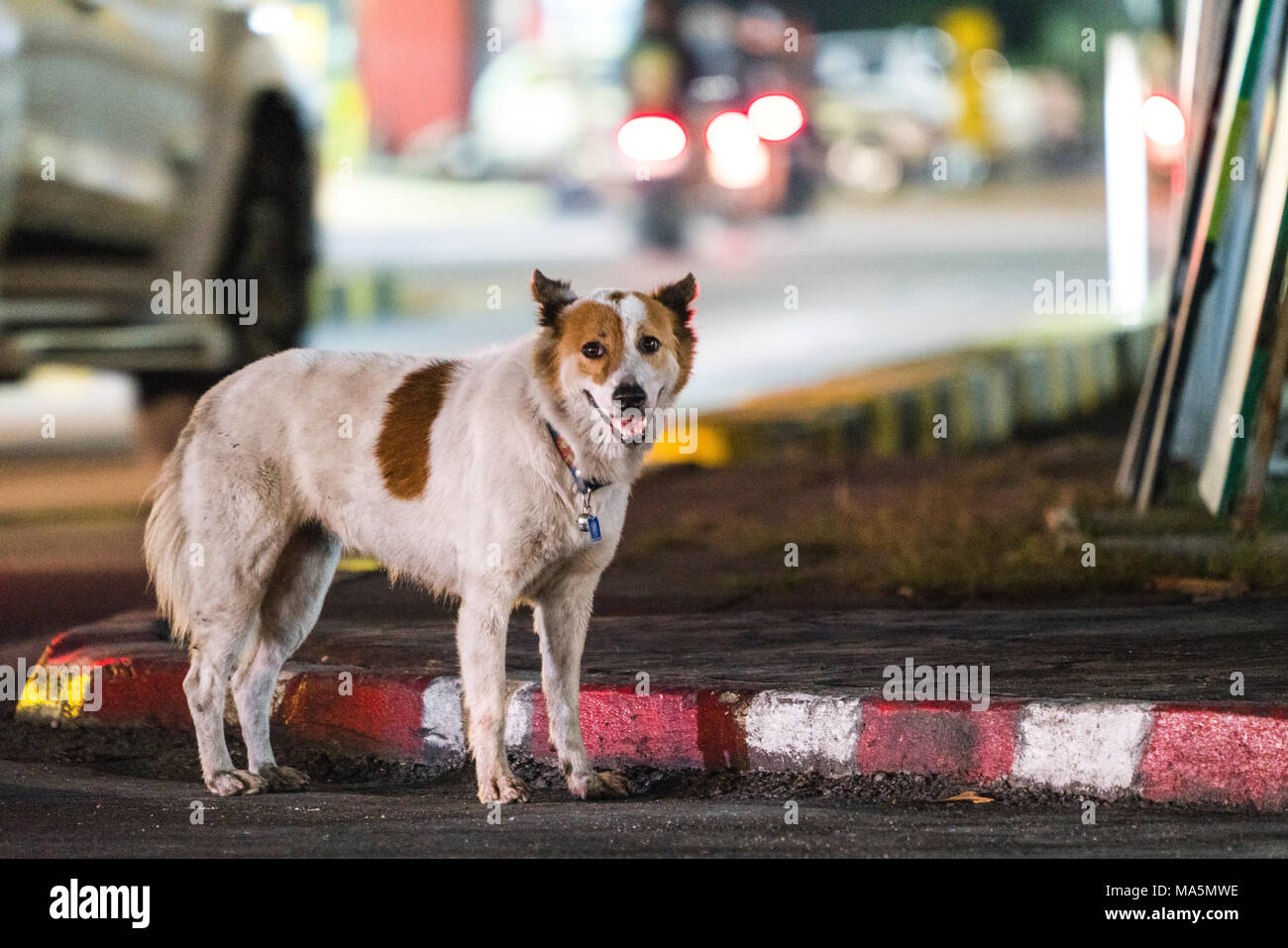 Stray dogs and night hi-res stock photography and images - Alamy