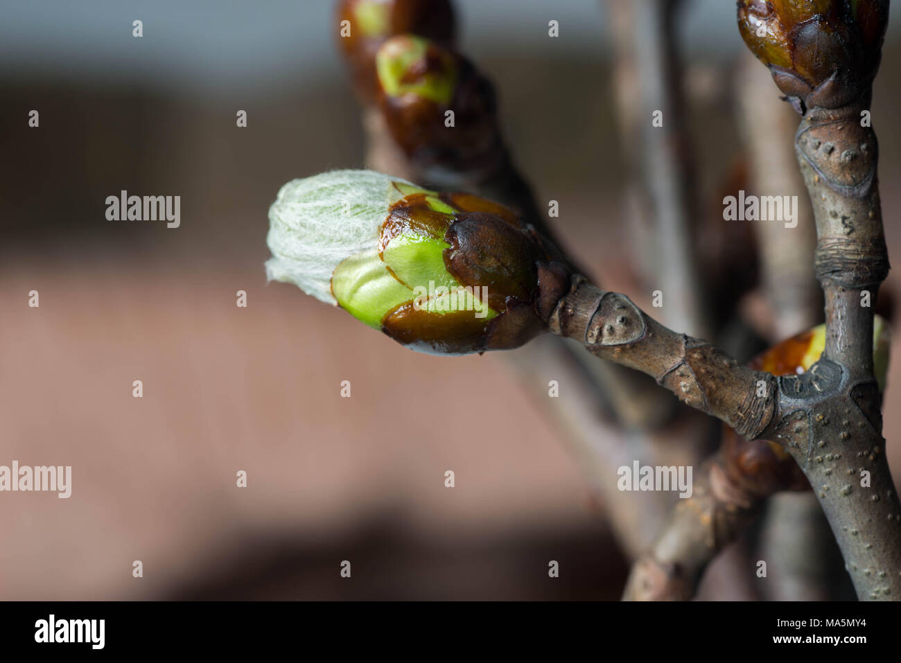 Budding twig hi-res stock photography and images - Alamy