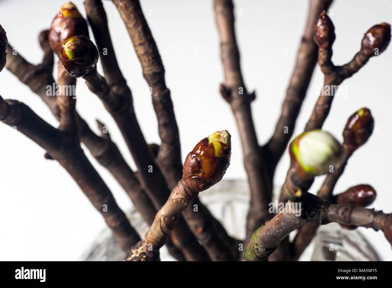 Leaf buds on deciduous tree hi-res stock photography and images - Alamy