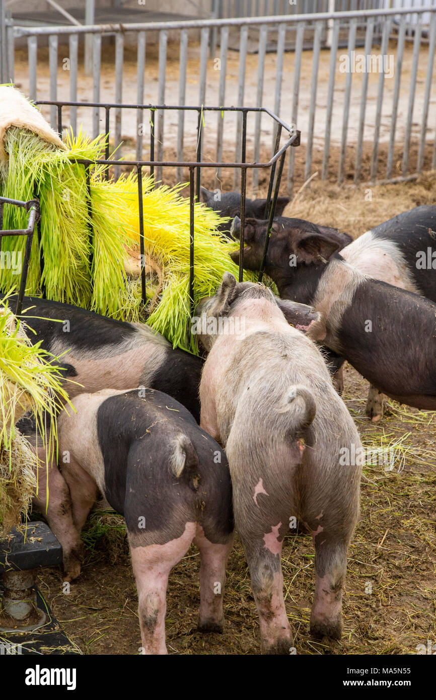 Hydroponic Agriculture. Pigs Eating Barley Grown Hydroponically ...