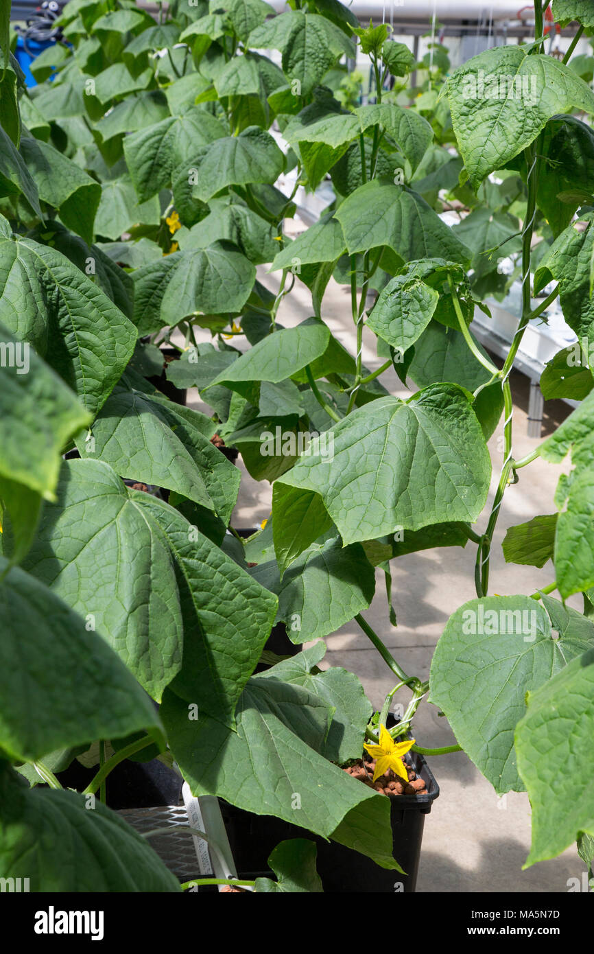 Growing cucumbers hi-res stock photography and images - Alamy