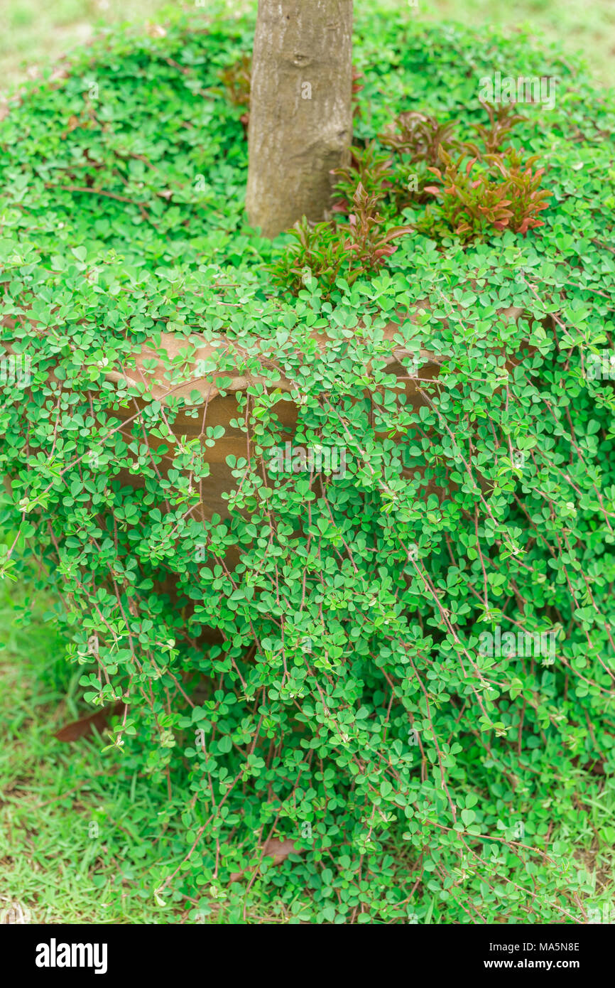 plant cover the pot in garden Stock Photo - Alamy