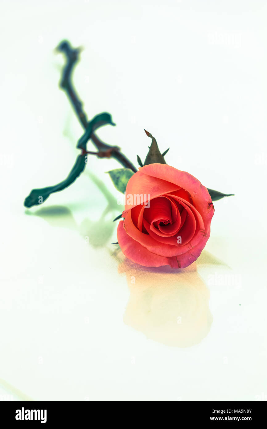 Pink rose with shadow horizontally Stock Photo - Alamy