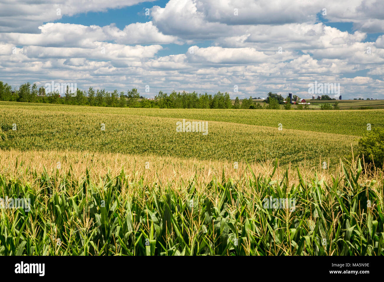 Summer Cumulus Clouds over Iowa Cornfields near Worthington, Iowa Stock ...