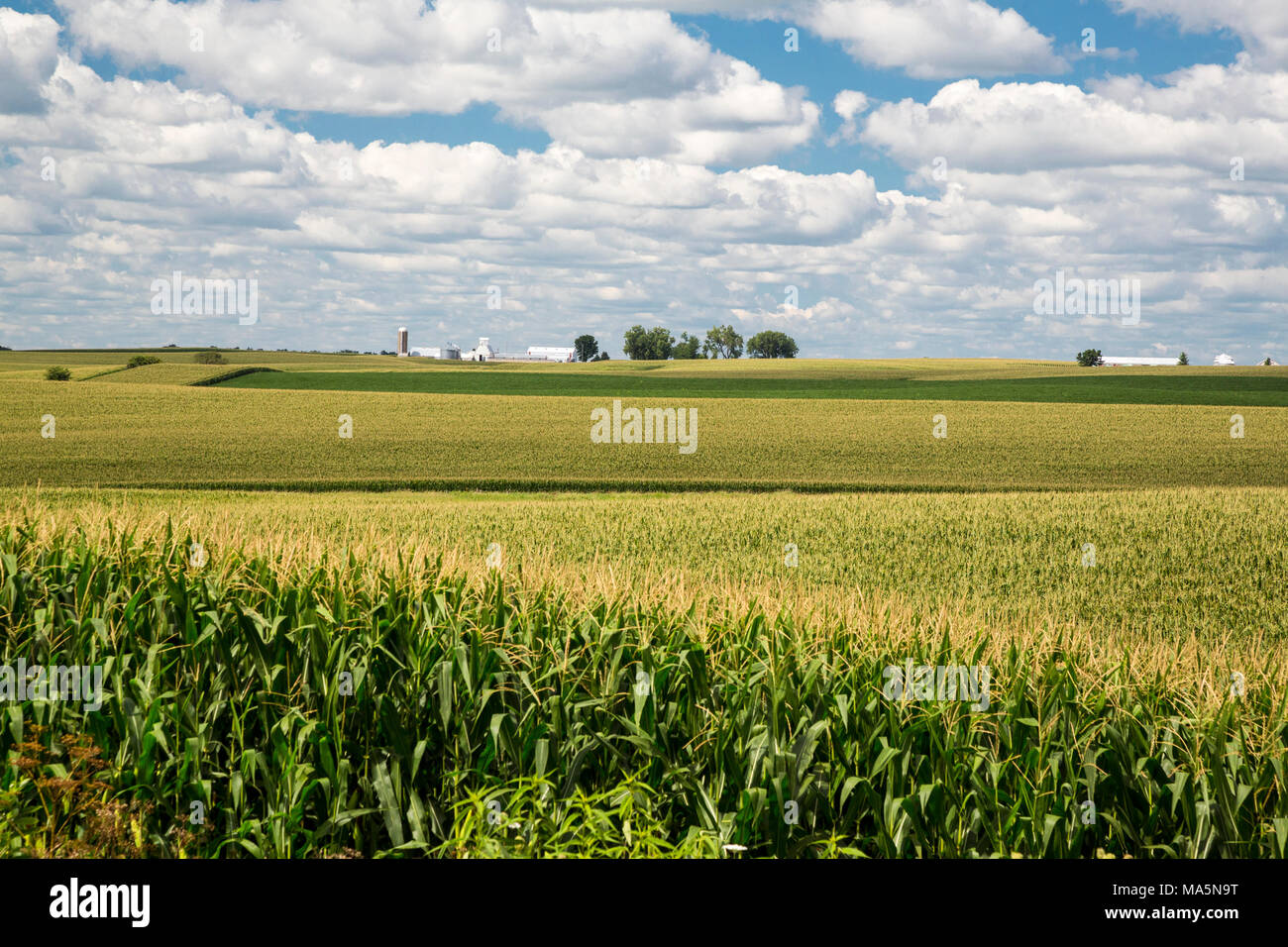 Iowa Farm, Summer Cumulus Clouds over an Iowa Cornfield, near ...
