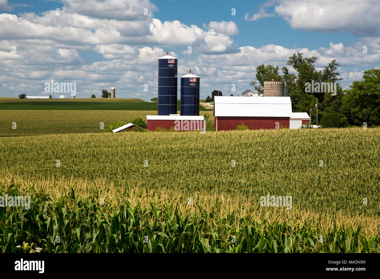 Iowa Farm Corn