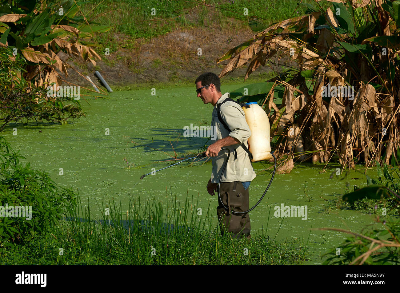 Mosquito contro hi-res stock photography and images - Alamy