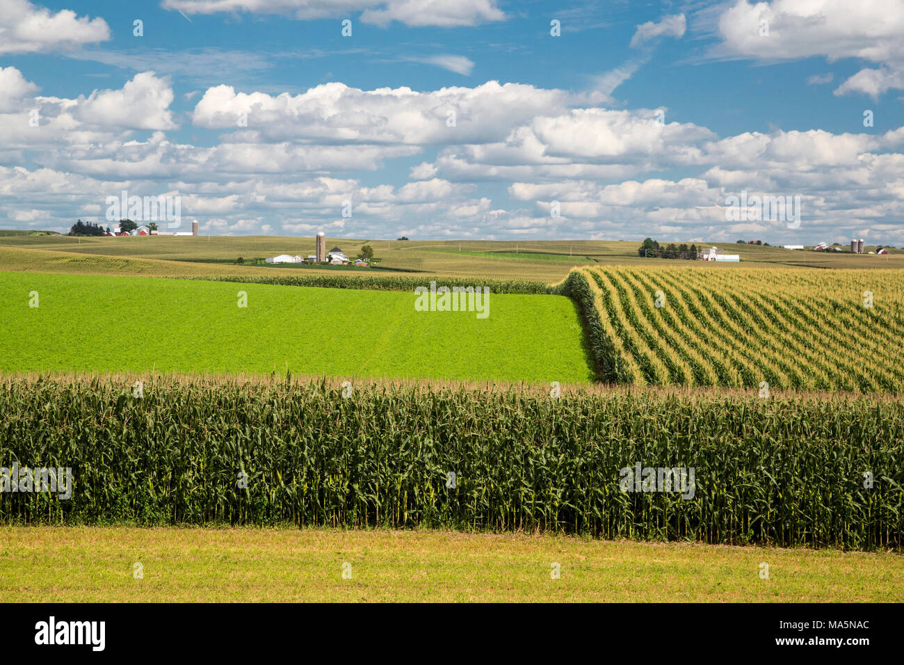 Iowa Farms, near Worthington, Iowa. Cornfields in Foreground Stock ...