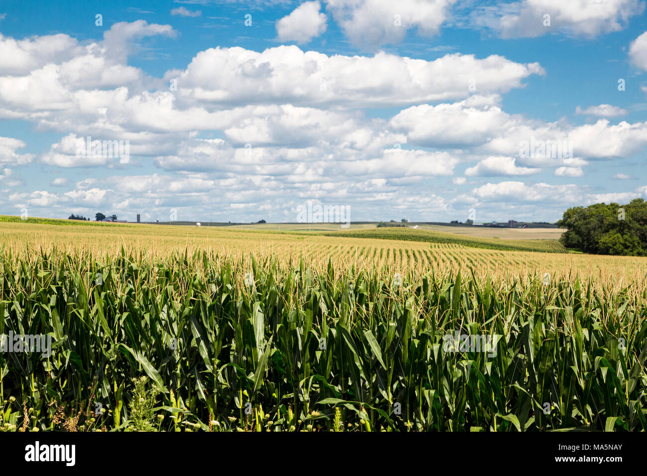 Iowa Cornfield, near Worthington, Iowa. Farms in Distance. Summer ...