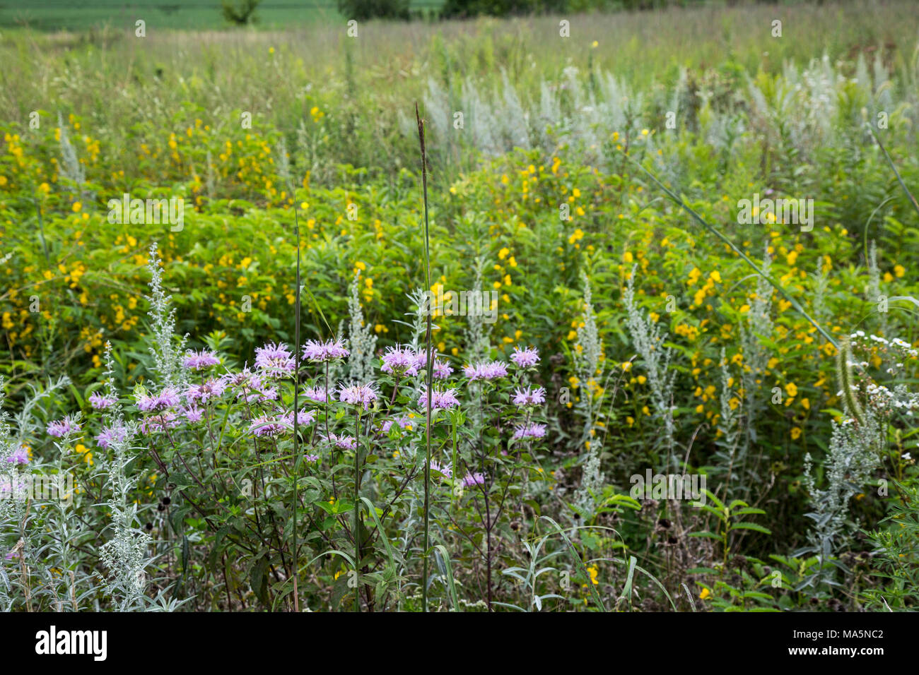 Iowa wildflowers hi-res stock photography and images - Alamy
