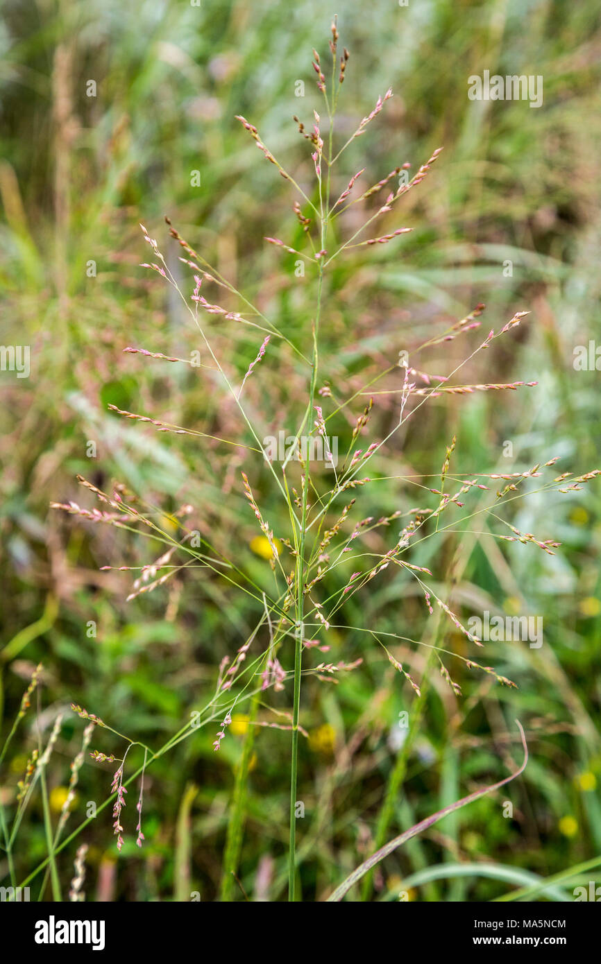 American switchgrass hi-res stock photography and images - Alamy