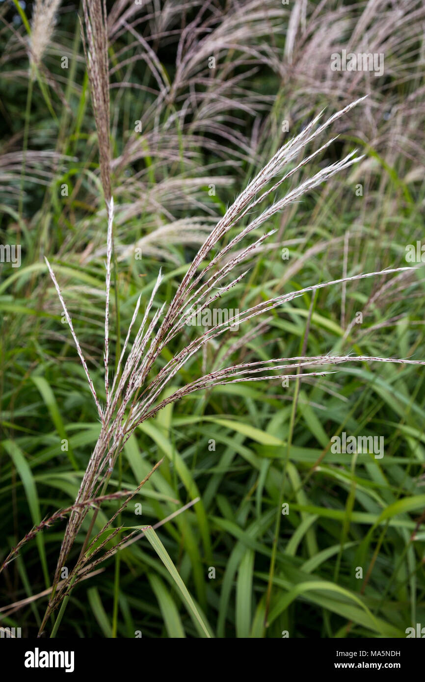 Switchgrass hi-res stock photography and images - Alamy