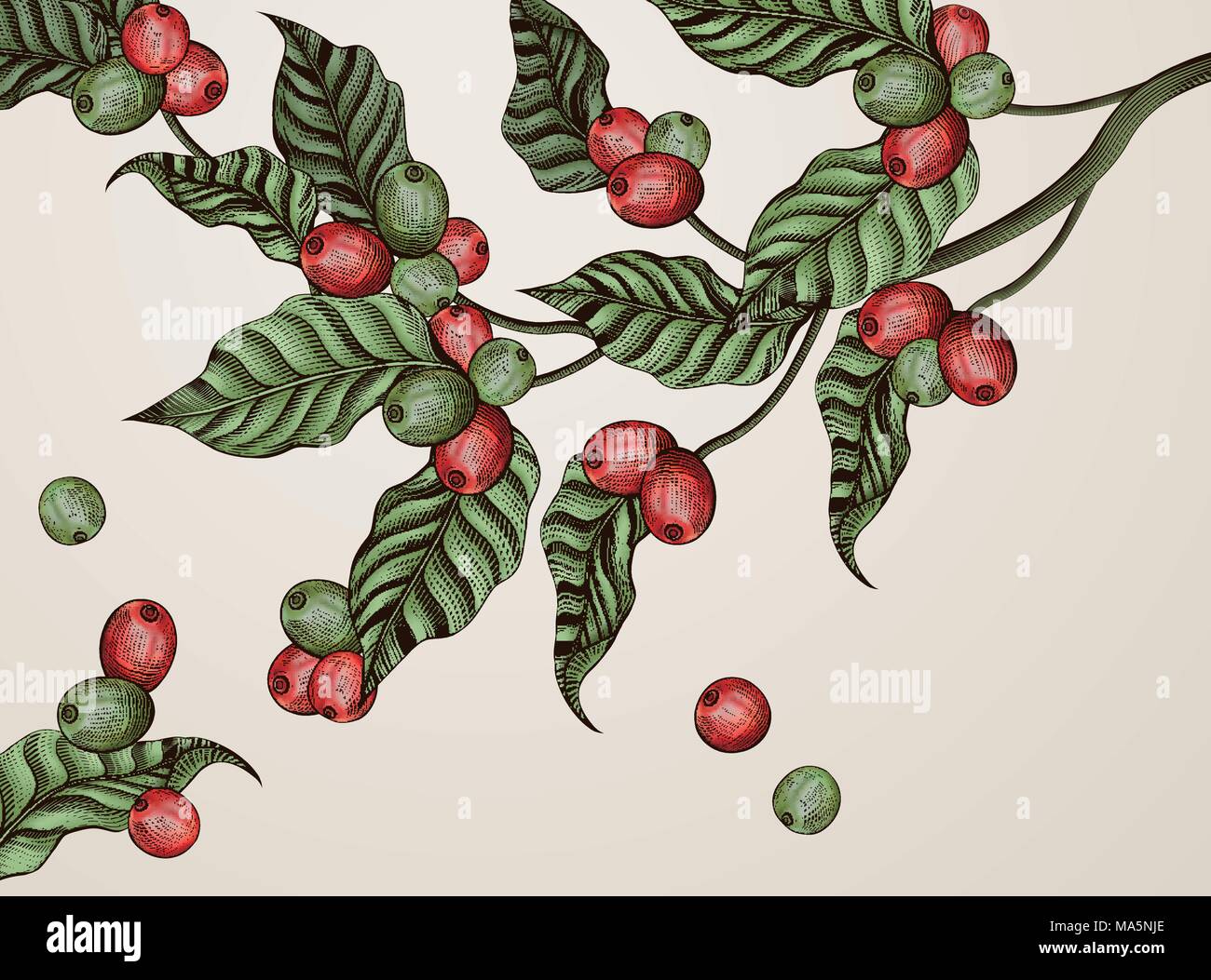 Closeup of coffee cherries Stock Vector Images - Alamy
