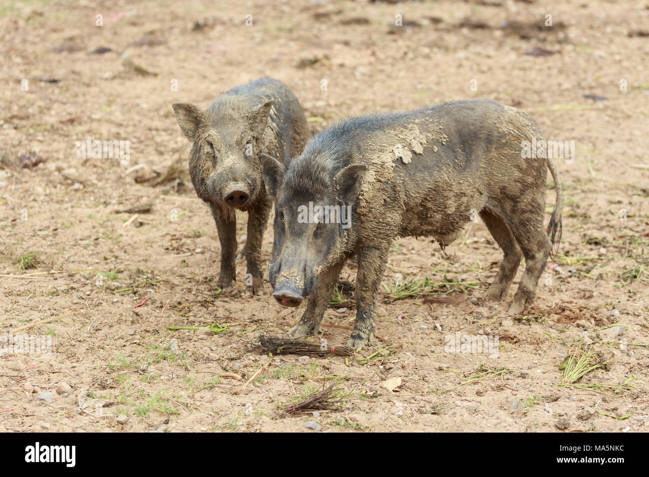 Two wild boar pig in the farm Stock Photo - Alamy