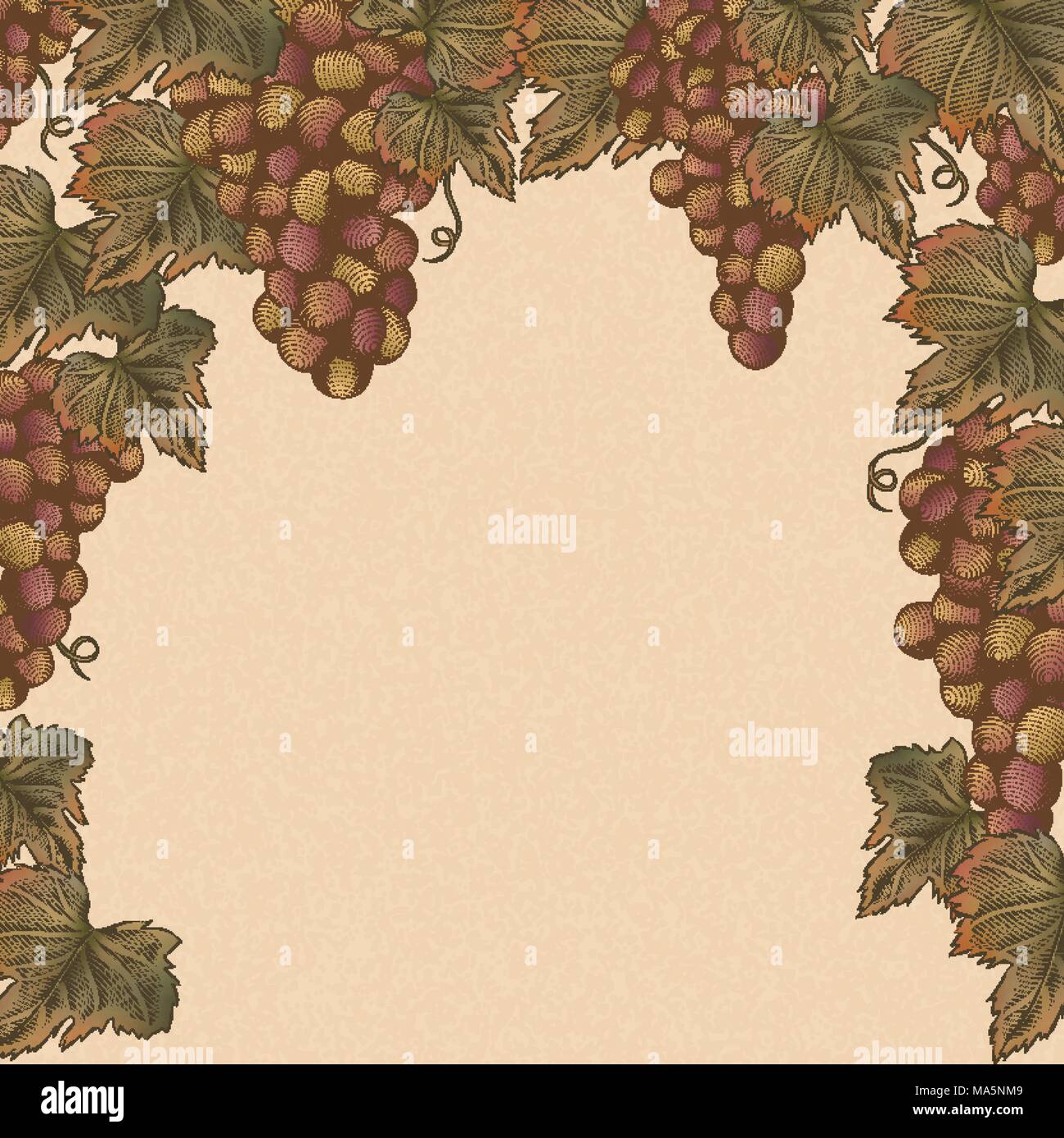 Engraving grape and leaves, vintage grape frame for design uses Stock ...