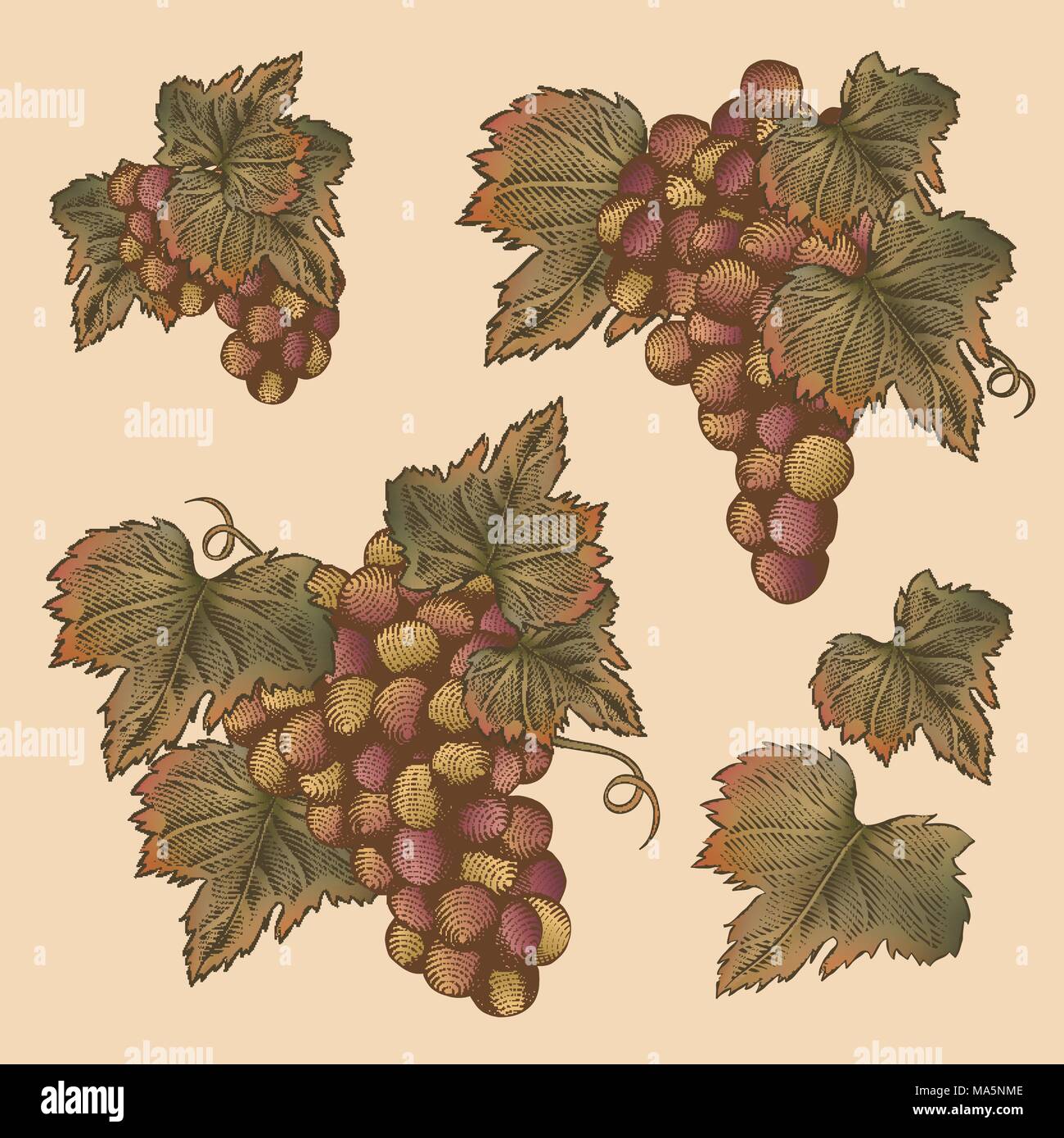 Engraving grape and leaves, vintage fruit design elements set Stock ...