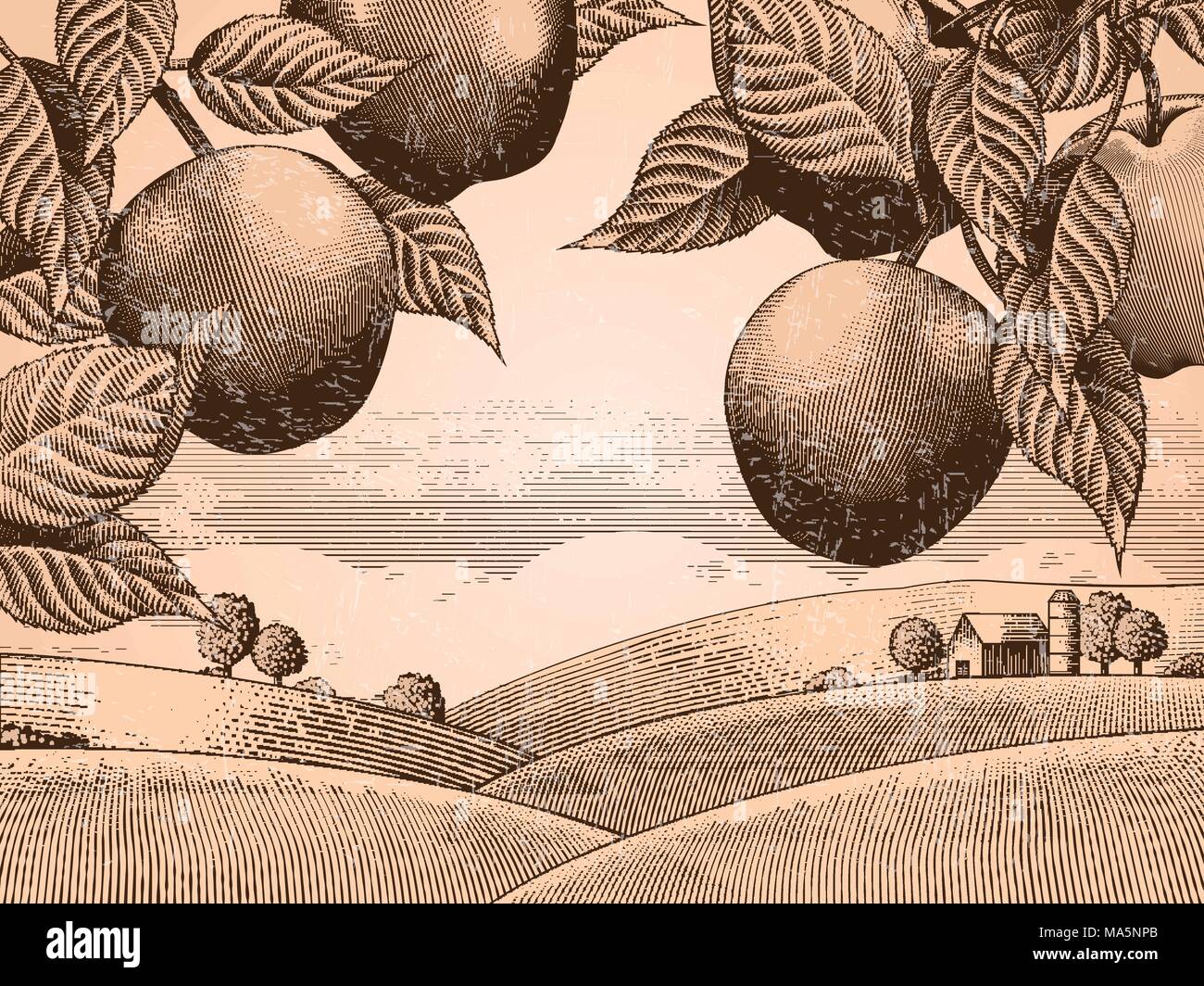 Retro apple orchard, engraving countryside scenery for design uses ...