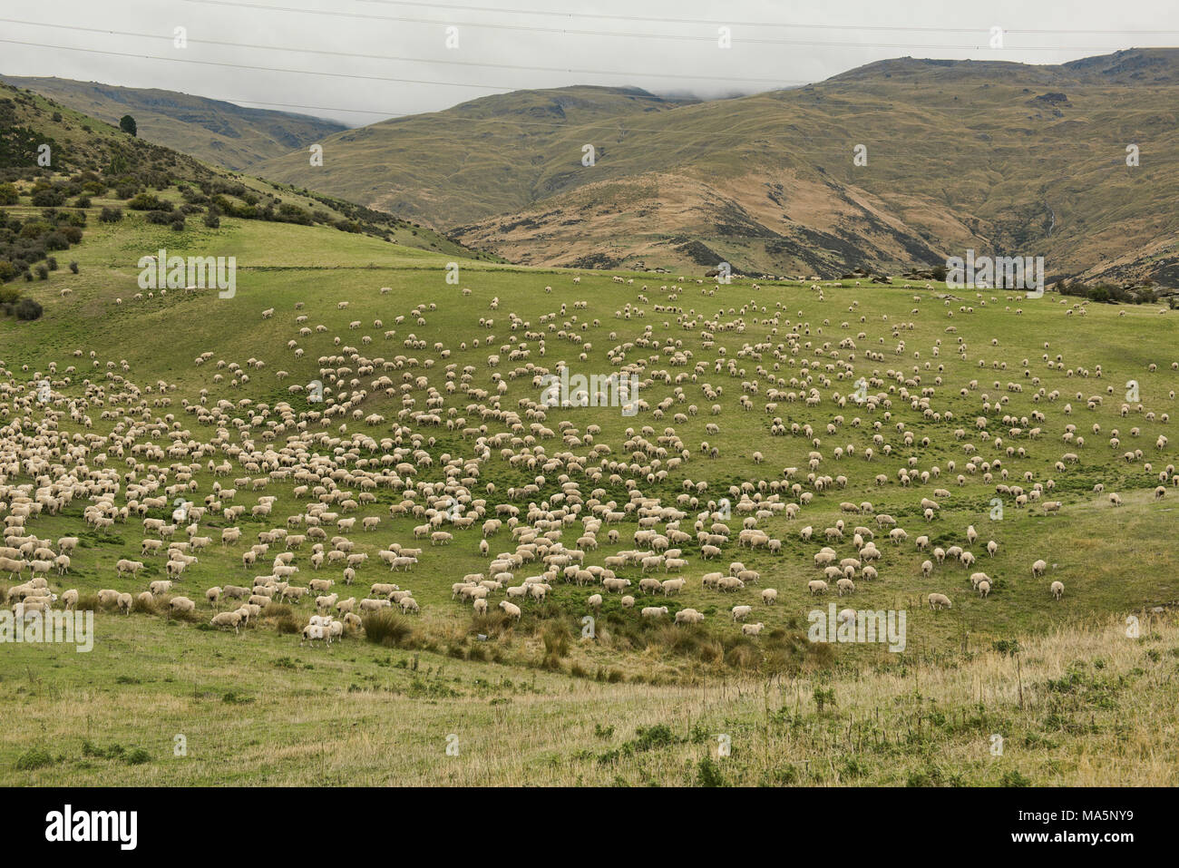 Sheep farm near Wanaka, New Zealand Stock Photo - Alamy