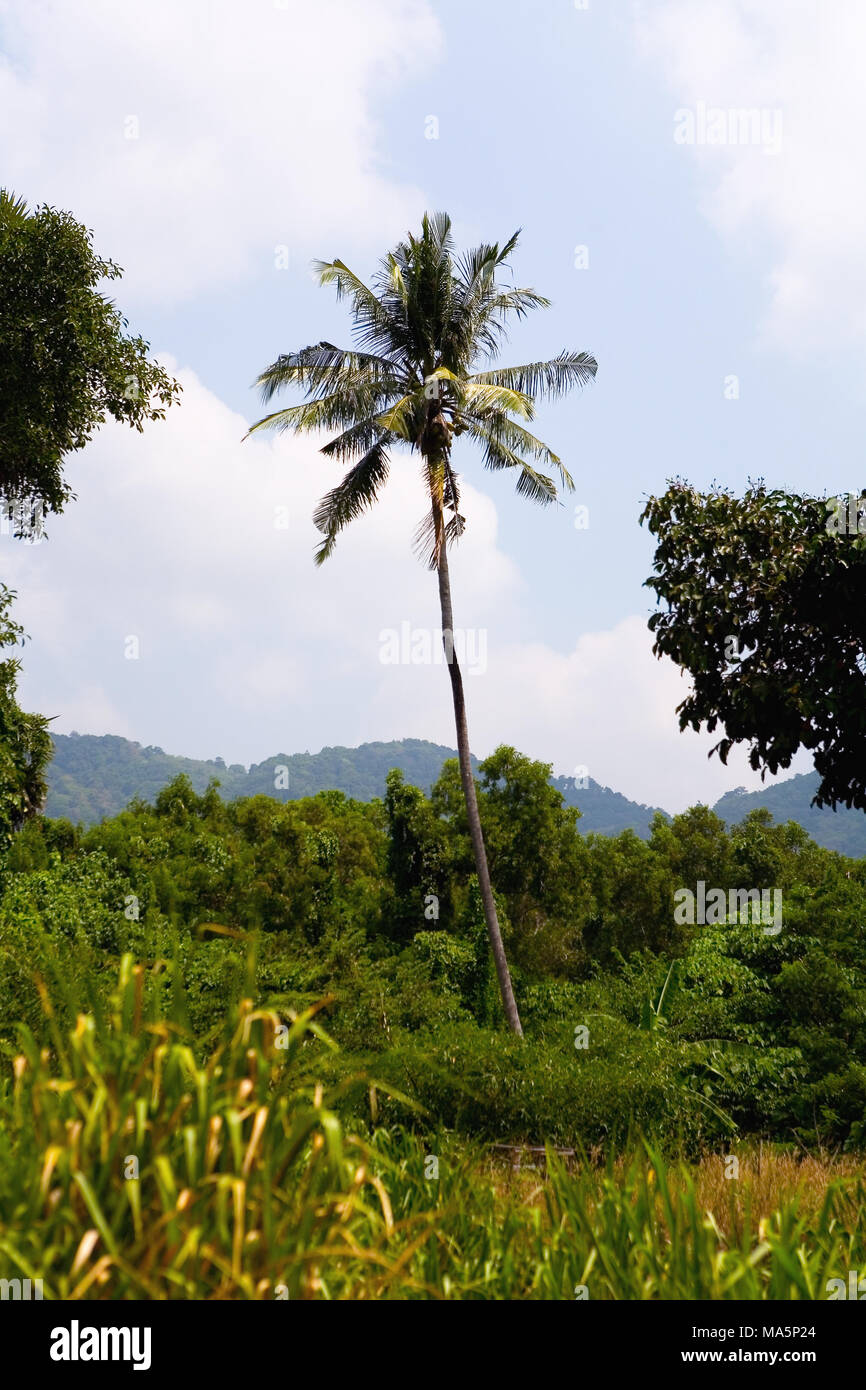 Tall coconut tree hi-res stock photography and images - Alamy