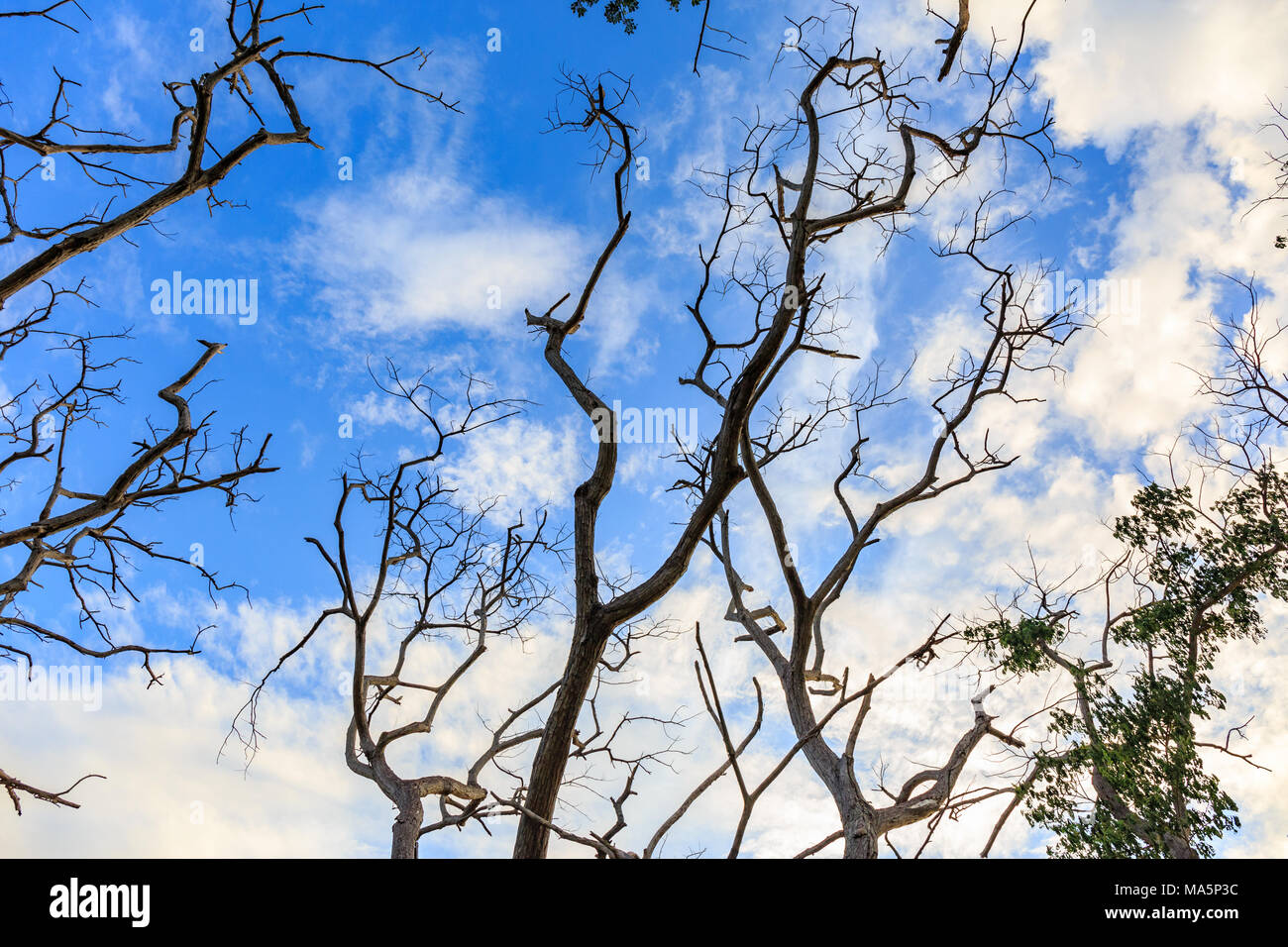 Dry tree on cloudy and blue sky Stock Photo - Alamy