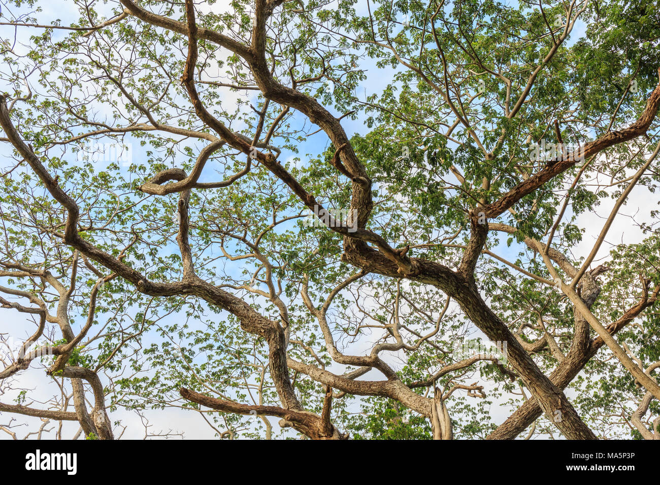 Close up branch of Albizia saman tree Stock Photo - Alamy