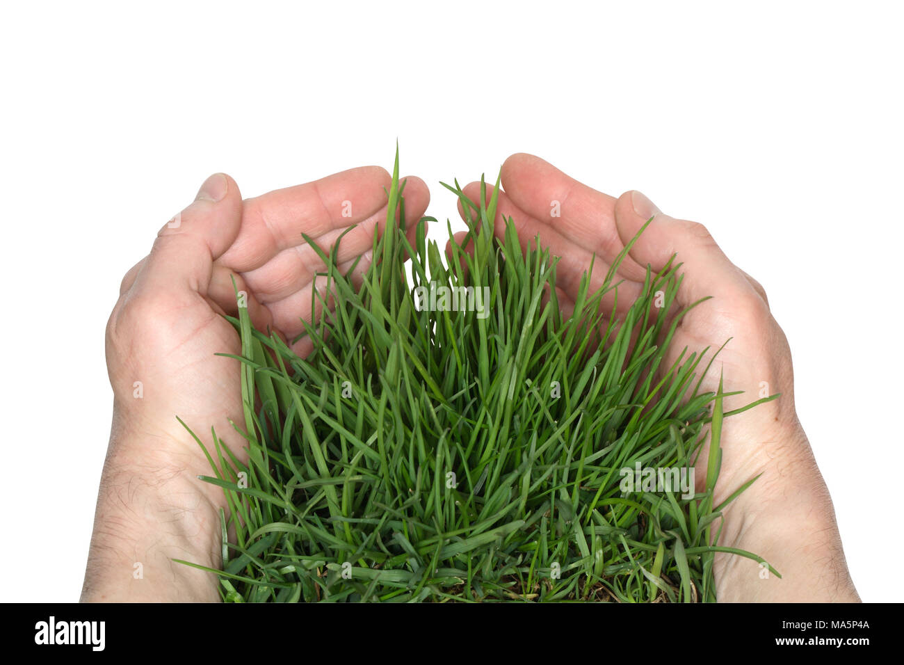 Human hands holding green grass. Isolated on white with clipping path ...