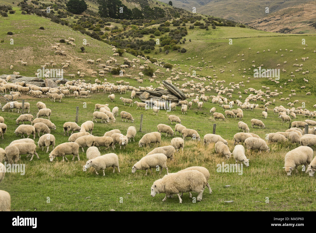 Sheep farm near Wanaka, New Zealand Stock Photo - Alamy