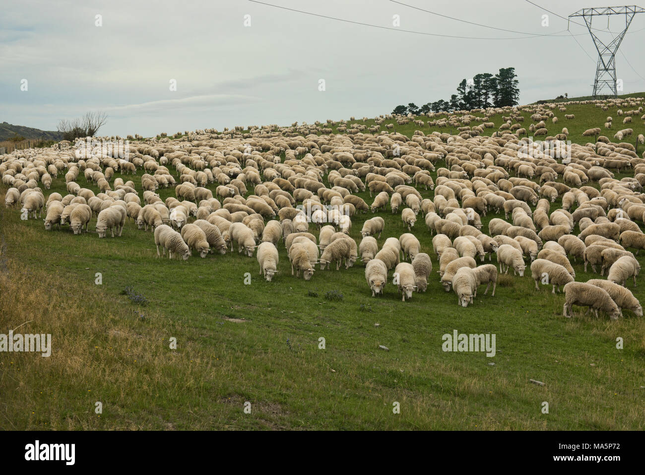 Dairy farm new zealand hi-res stock photography and images - Alamy