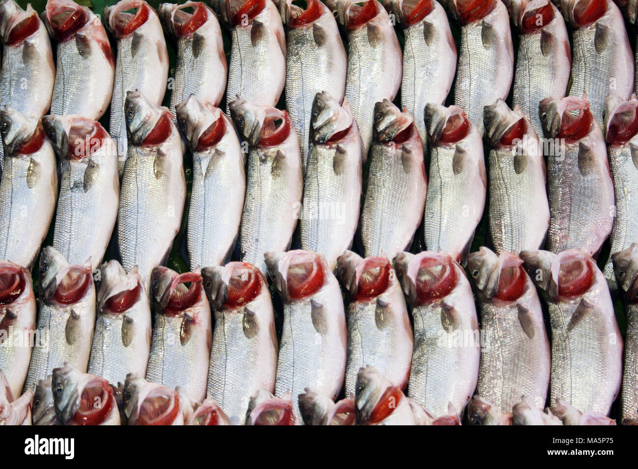 Fish Market. Background made from fresh raw fish Stock Photo - Alamy