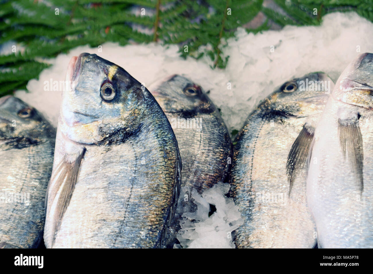 Raw saltwater fish hi-res stock photography and images - Alamy