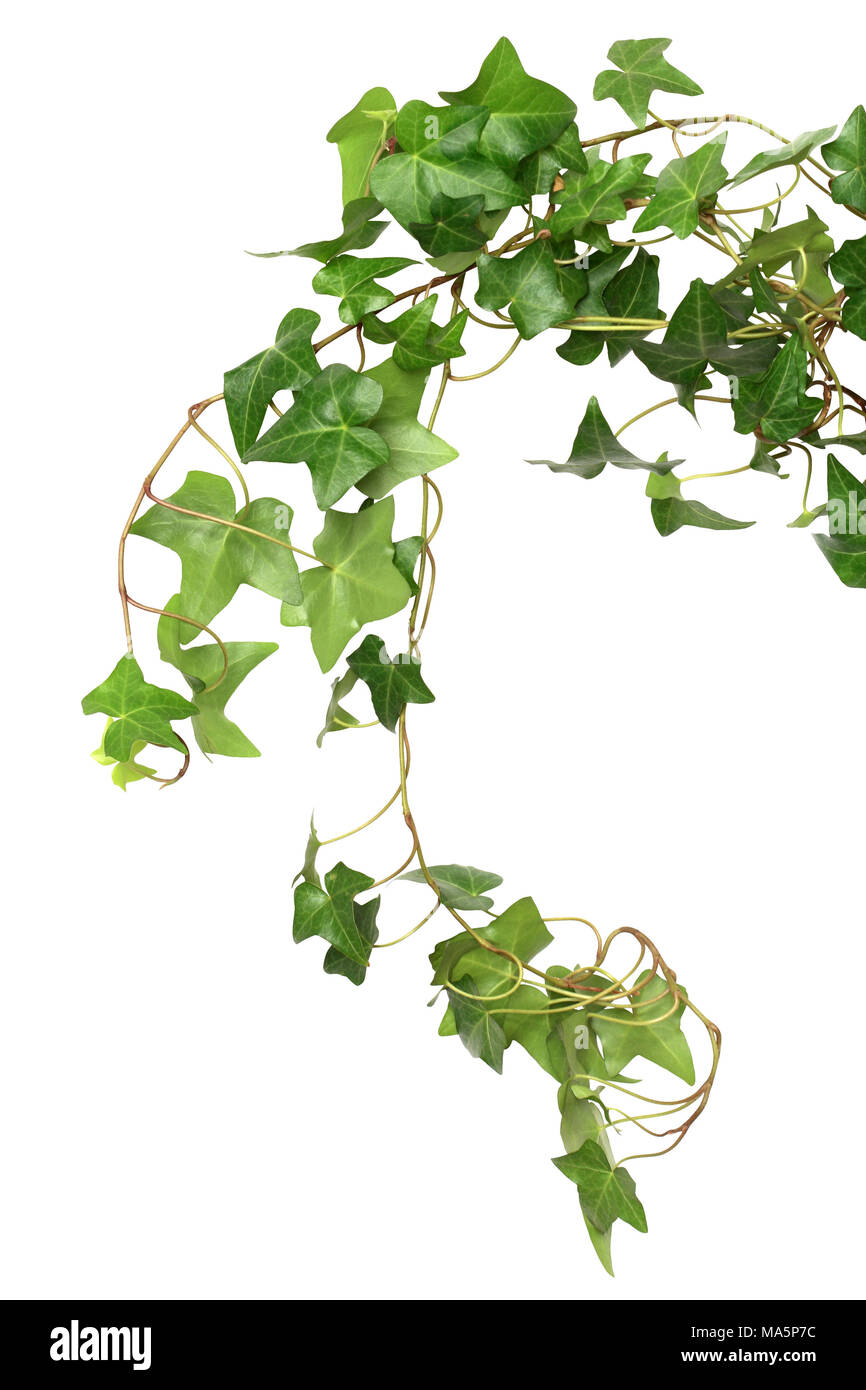 Nice green ivy isolated on white background with clipping path Stock ...