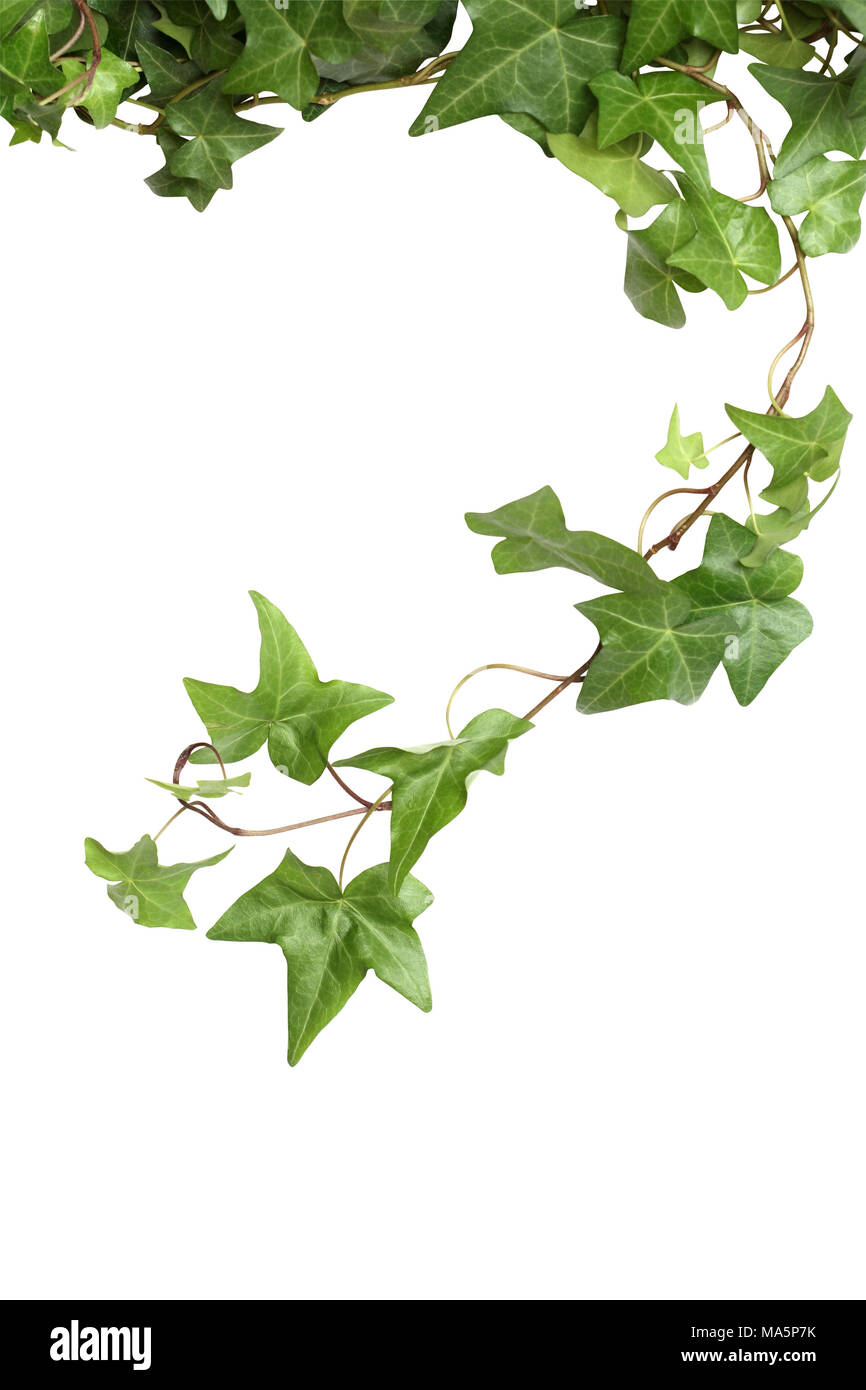 Nice green ivy isolated on white background with clipping path Stock ...
