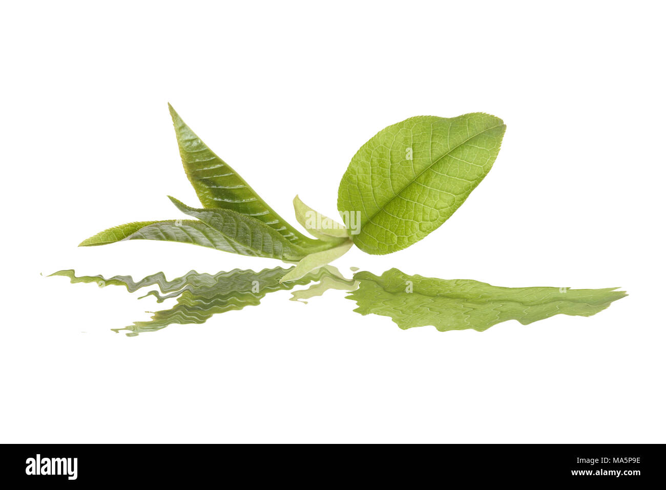 Nice green leaf isolated on white background with clipping path Stock ...