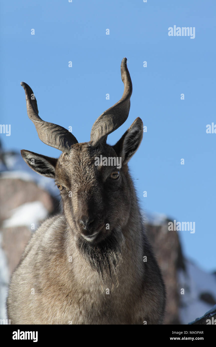 Markhor hi-res stock photography and images - Alamy