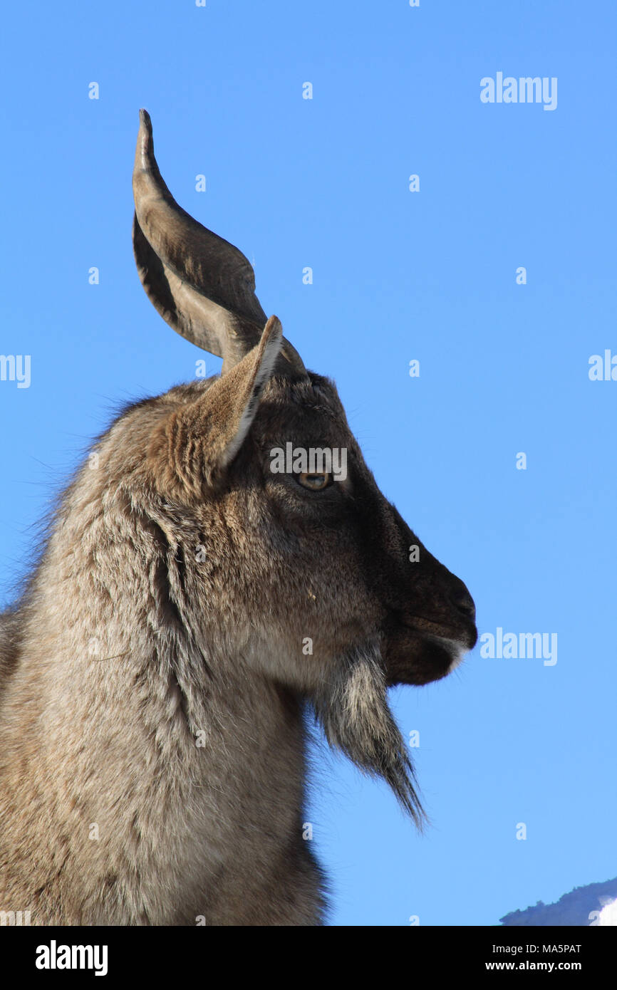 Markhor goat hi-res stock photography and images - Alamy