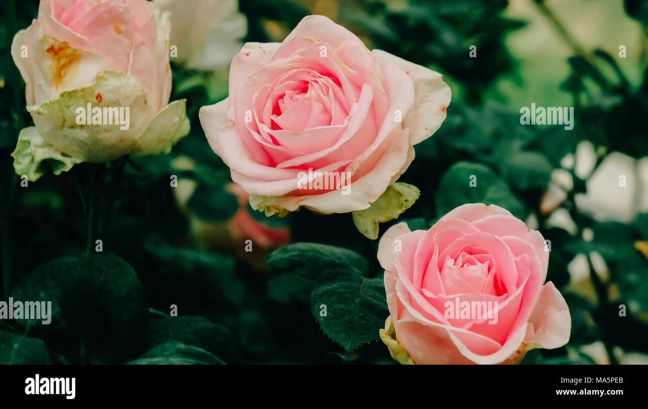 Pink rose bush hi-res stock photography and images - Alamy