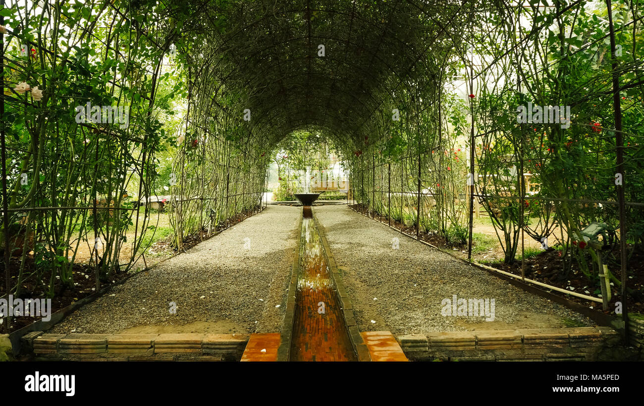 Morning in the rose garden Stock Photo - Alamy