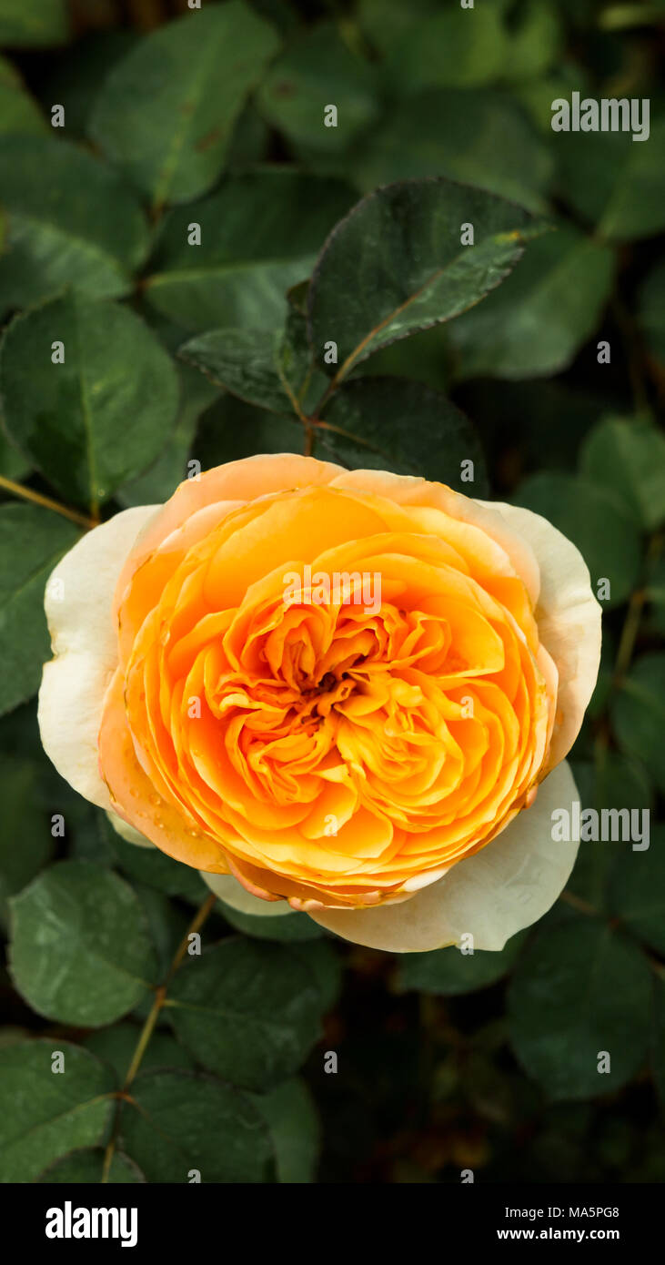 Red rose yellow center garden hi-res stock photography and images - Alamy