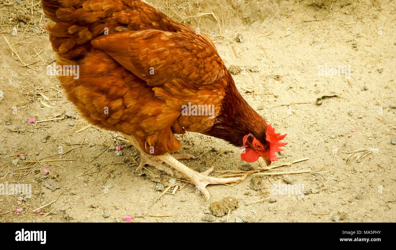 One poultry animal hi-res stock photography and images - Alamy
