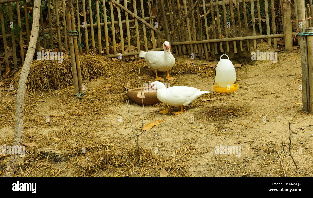 Duck in country farm Stock Photo - Alamy