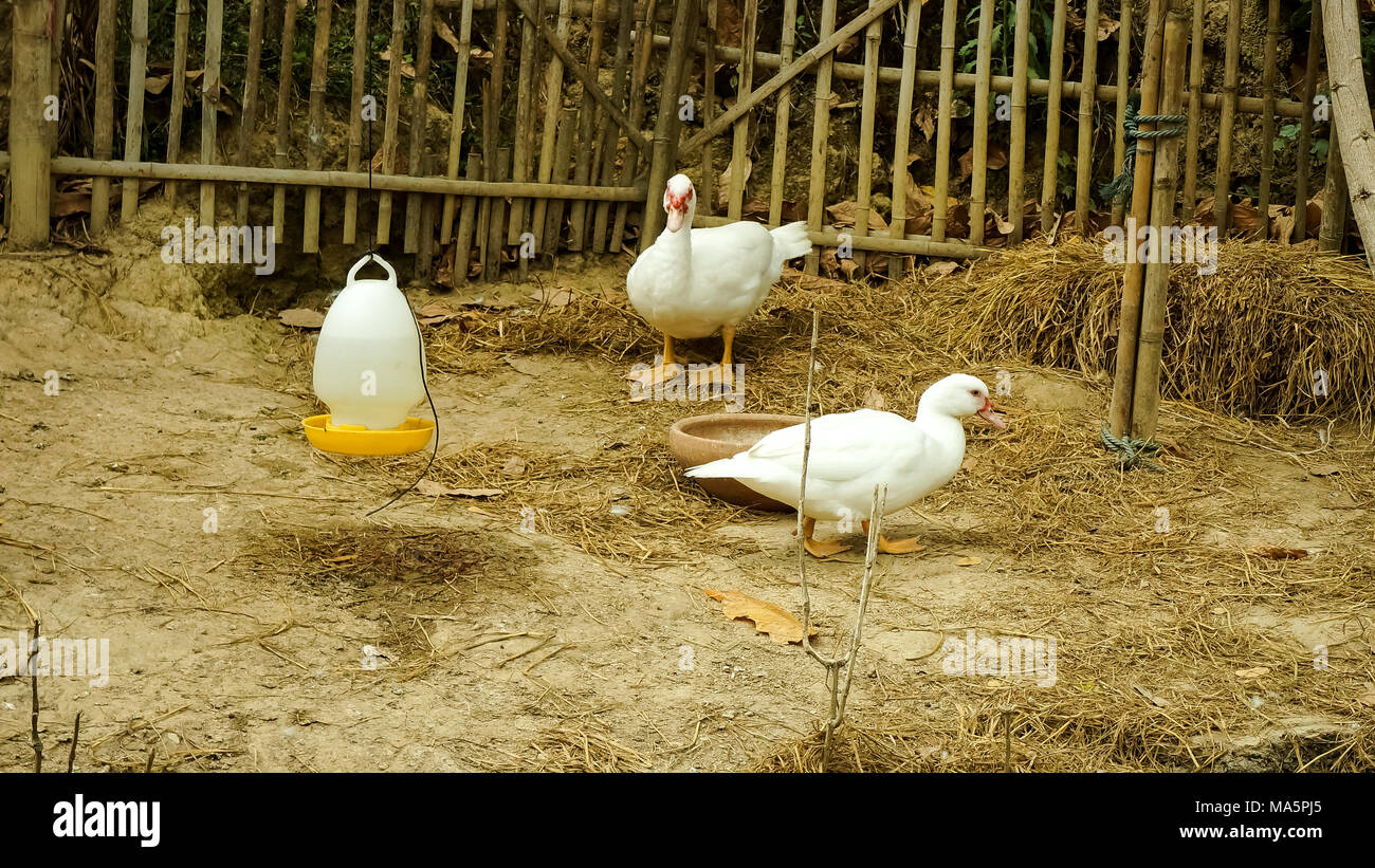 Duck in country farm Stock Photo - Alamy