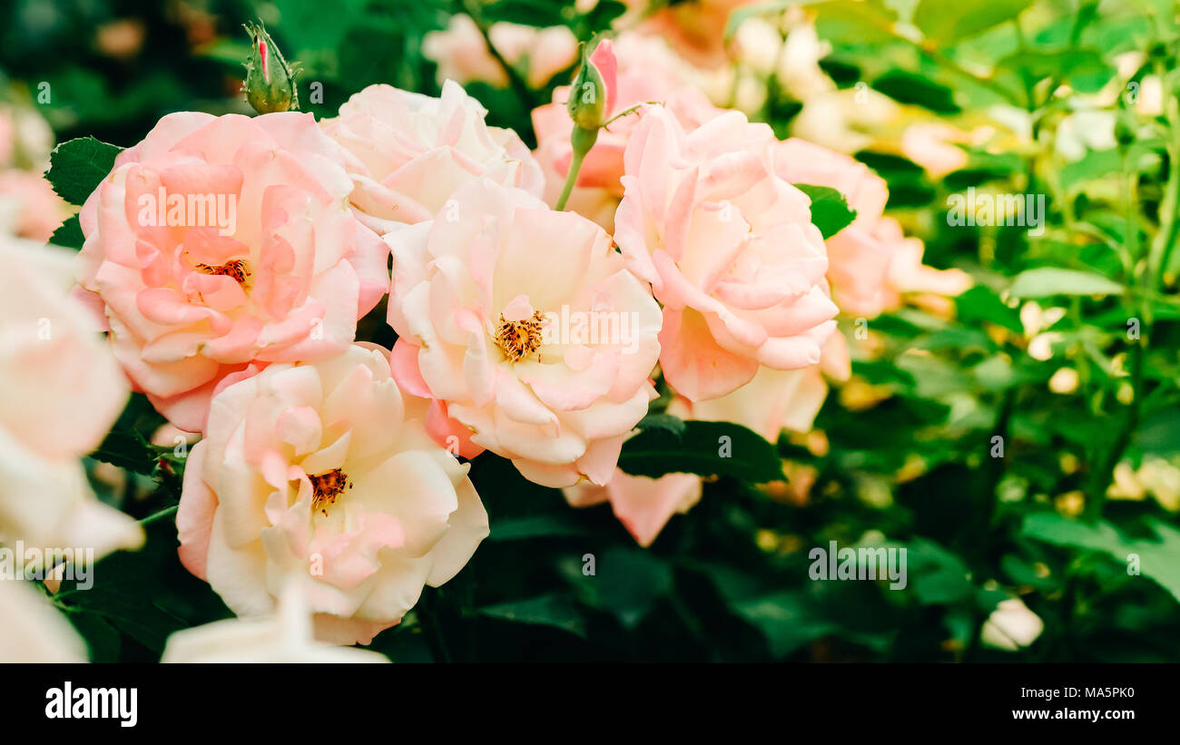 Pink rose bush Stock Photo - Alamy
