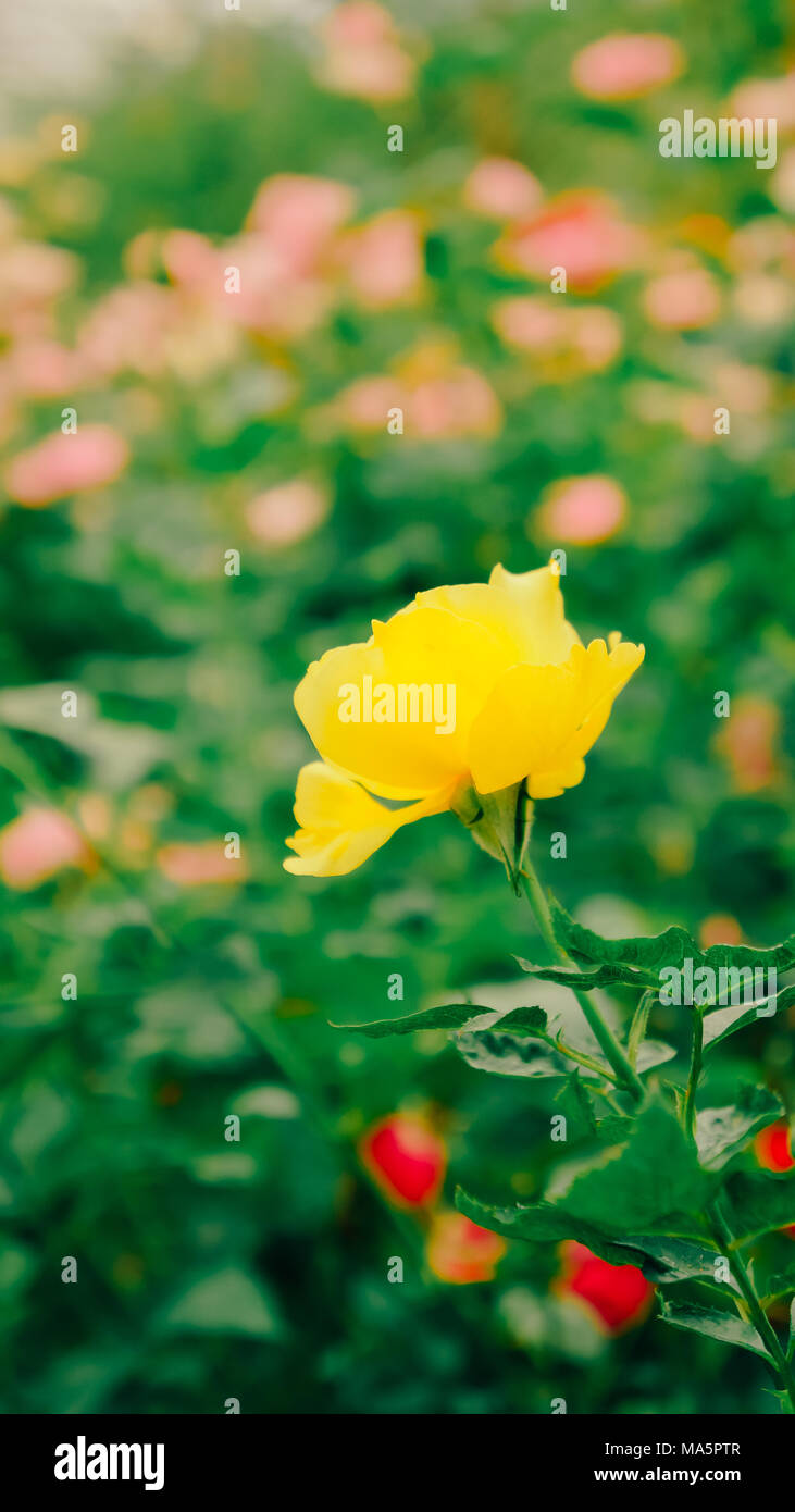 Yellow rose side view flower hi-res stock photography and images - Alamy