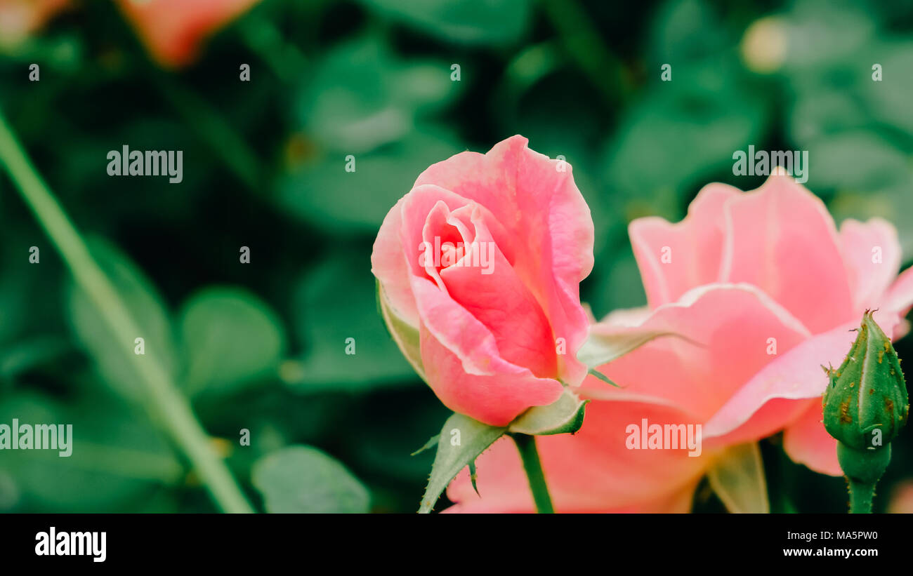 Back of rose hi-res stock photography and images - Alamy