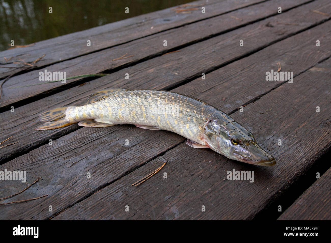 Freshwater Northern pike fish know as Esox Lucius on vintage wooden ...