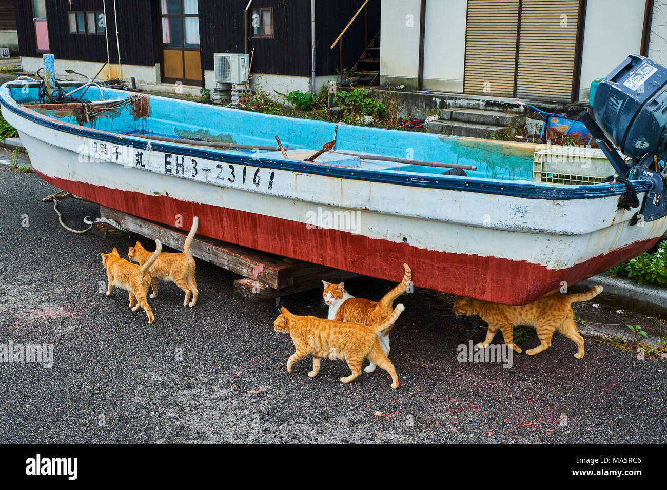 Japon, île de Shikoku, préfecture d'Ehime, île de Muzuki, ile aux chats ...