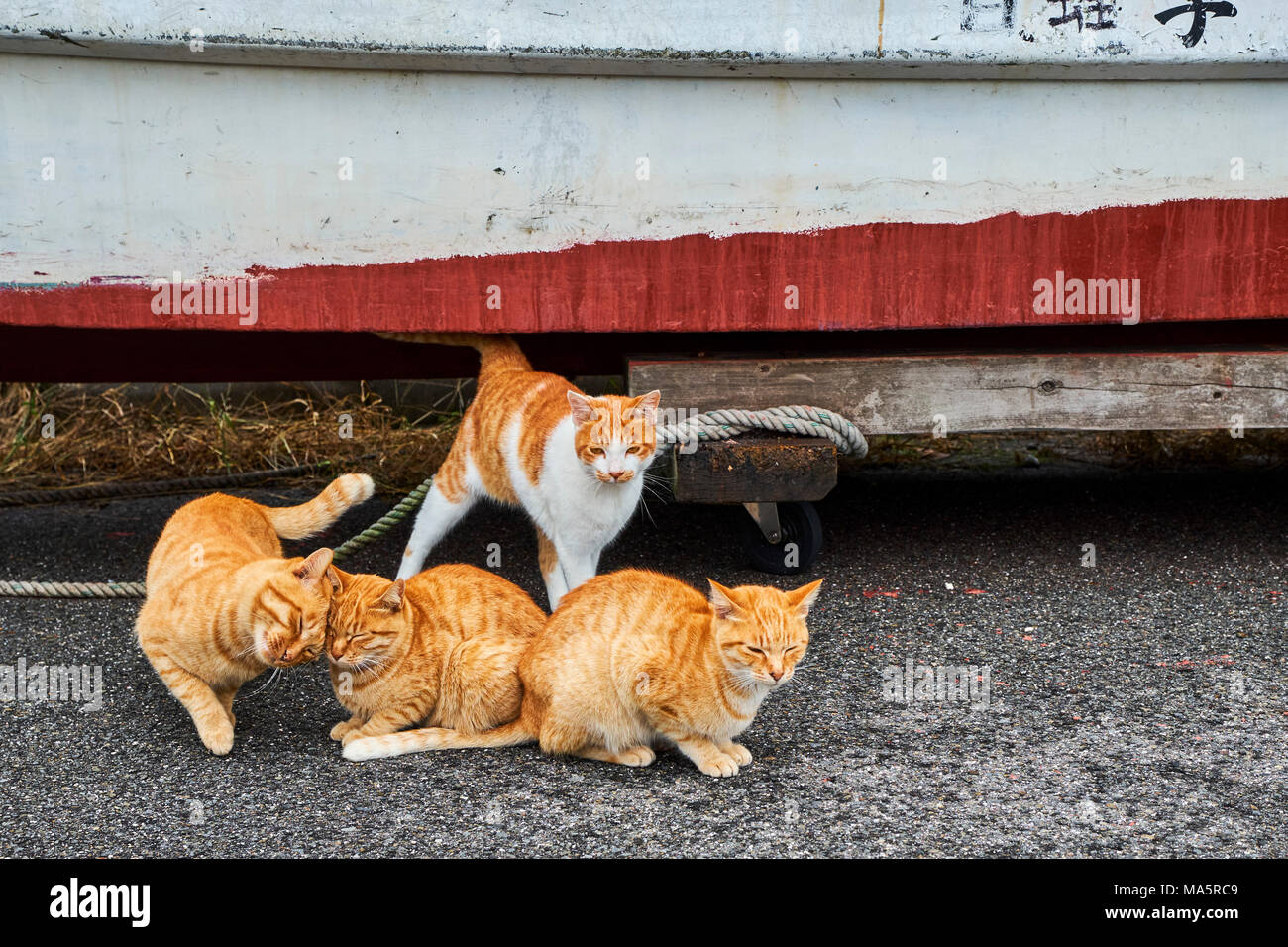 Japon, île de Shikoku, préfecture d'Ehime, île de Muzuki, ile aux chats ...